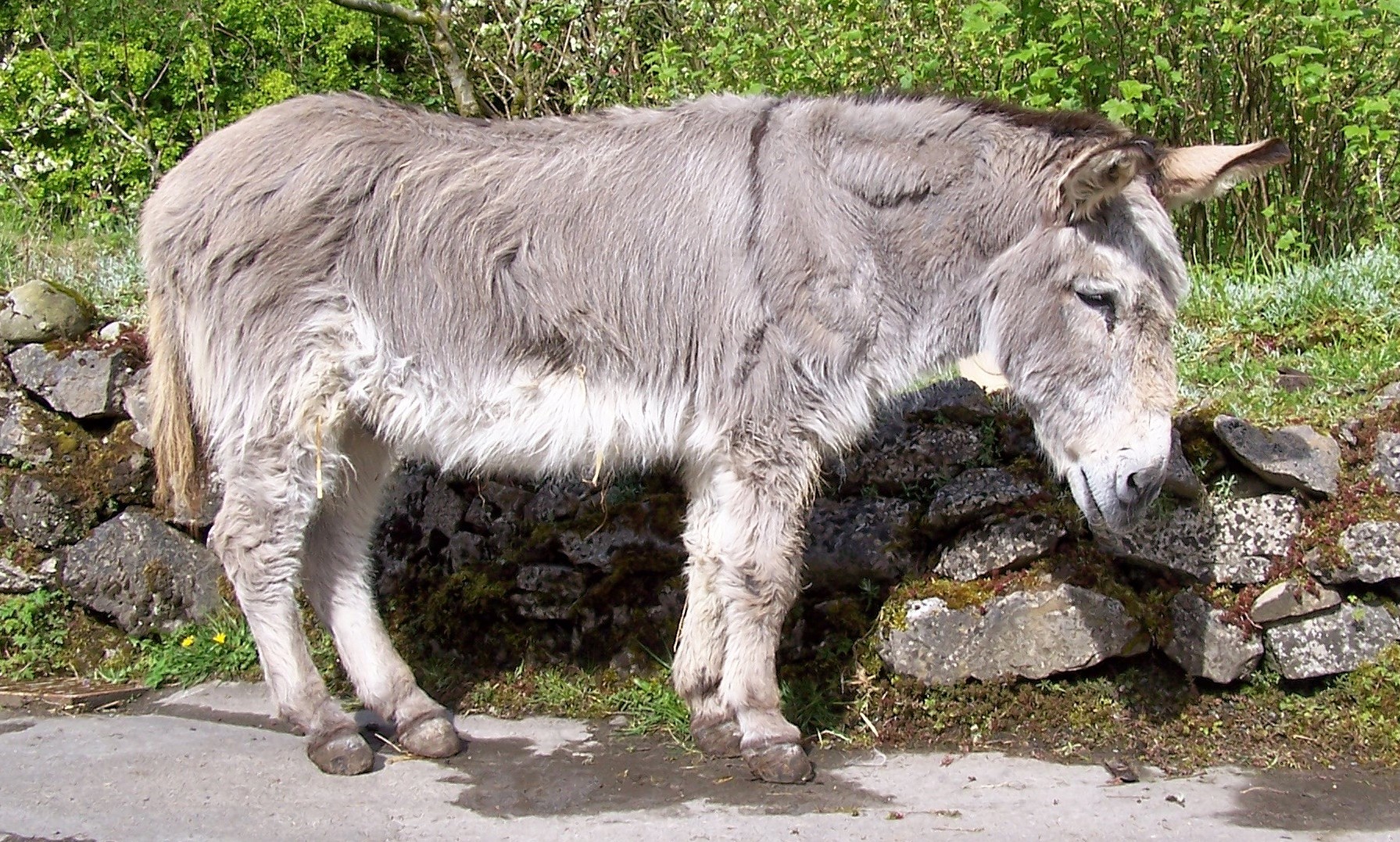 The History of the Sanctuary